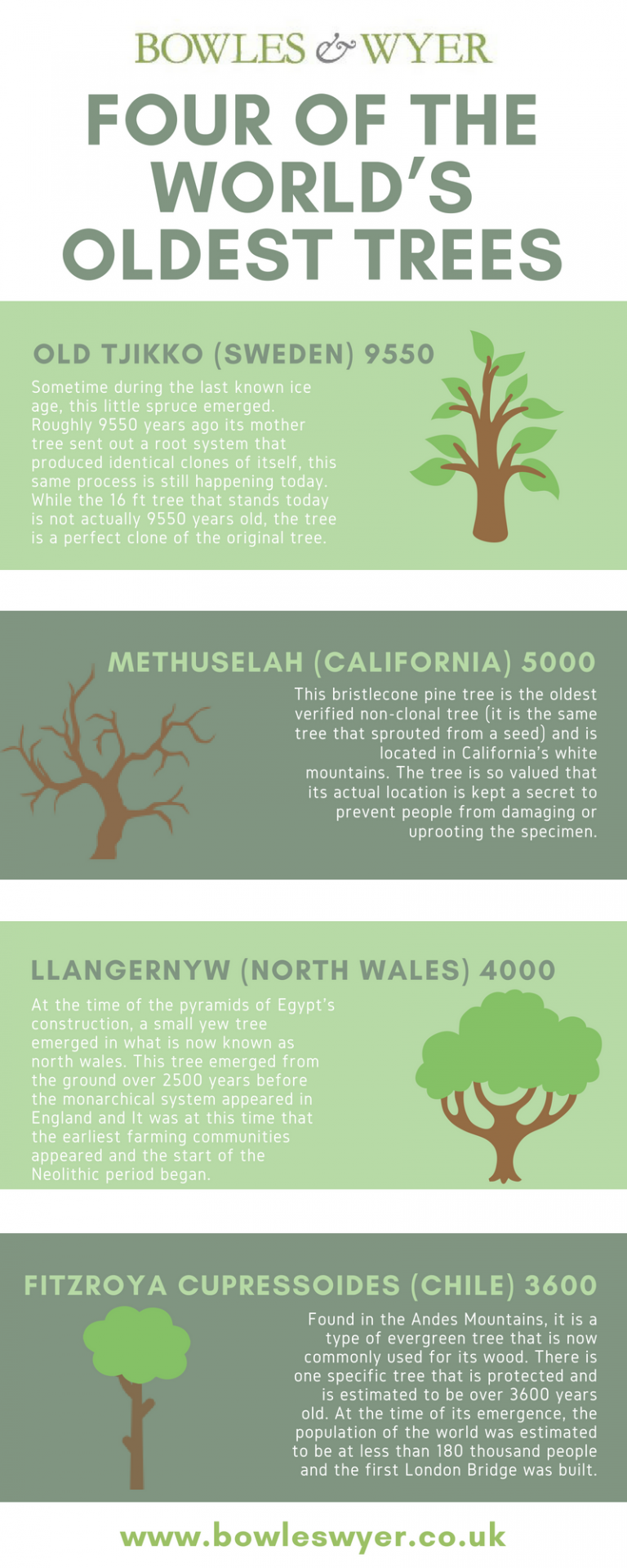 Four of the World's Oldest Trees